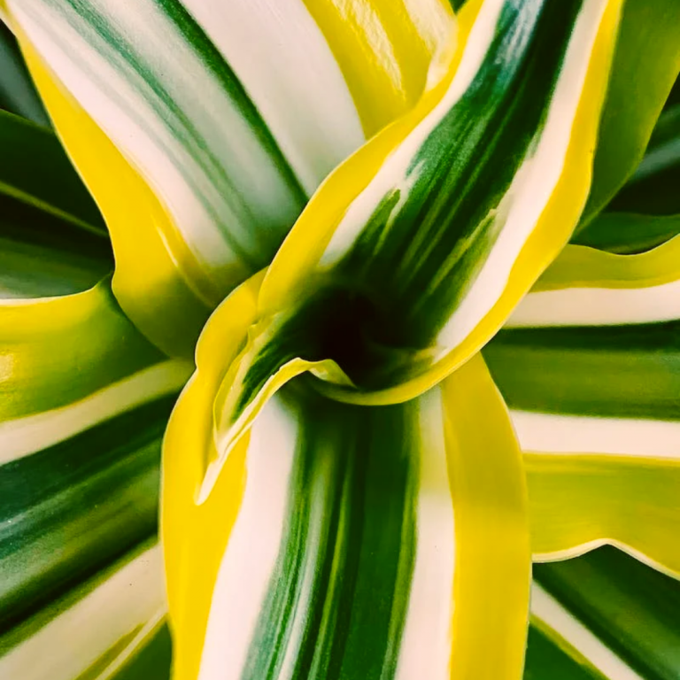 SS 24 Trend Colours - Velcorex